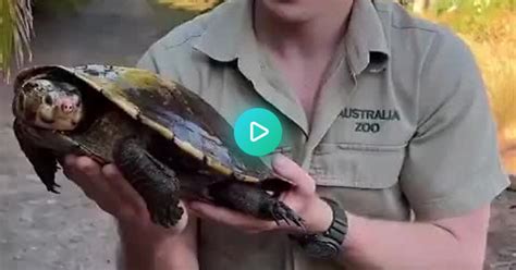 Turtle Turtle Album On Imgur