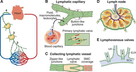 Lymphatic System In Cardiovascular Medicine Circulation Research