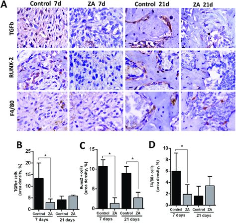 immunolabeling and counting of tgfb runx 2 and f480 cells of alveolar