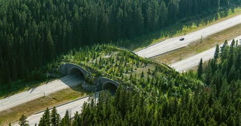 How Creating Wildlife Crossings Can Help Reindeer Bears And Even Crabs