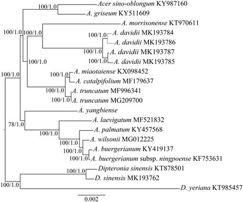 the maximum likelihood ml tree of acer inferred from the complete
