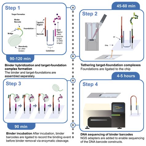 Million Spot Binding Array Platform For Exploring And Optimizing