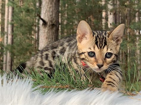 Classic Brown Spotted Wilderness Bengal Cats