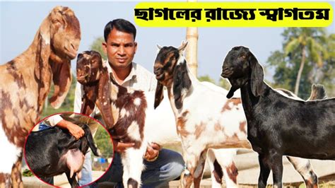 উন্নত জাতের ছাগলের খামার নাটোর জেলা বিটল শিরহি হরিয়ানা তোতাপুরি সহ হাই ক্রস ছাগলের দাম জানুন