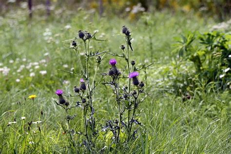 엉 겅 퀴 그리고 그것의 분홍색과 보라색 꽃 꽃 가시 깃털 없는 엉 겅 퀴 울 질 엉 겅 퀴와 깃털 없는 엉 겅 퀴는 잡초와 비엔날레 식물 정원에서 성장 공백 및 빈 장