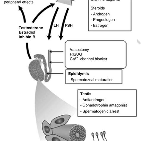 8 Tripterygium Wilfordii And Structure Of Triptolide Download