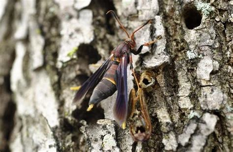 Insect Borers Of Trees And Shrubs Entomology
