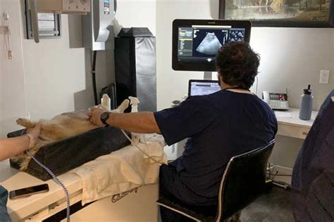 Panama City Beach Veterinary Ultrasound | Dog & Cat Ultrasounds