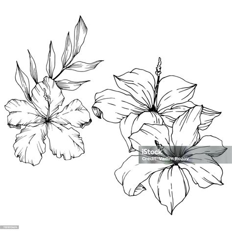벡터 열대 꽃과 잎이 고립되어 있습니다 흑백 잉크 아트가 새겨져 있습니다 고립 된 식물 그림 요소입니다 꽃 식물에 대한 스톡 벡터 아트 및 기타 이미지 Istock