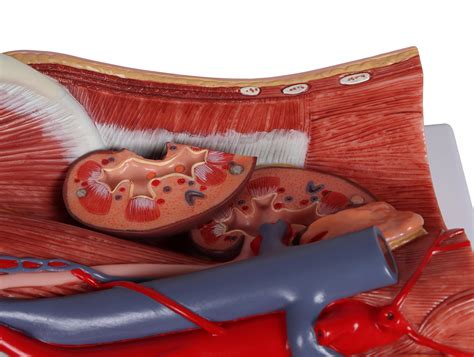 Urinary System Dual Sex 6 Part K569