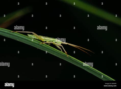 Mirid Bug Stenodema Laevigata Nymph Resting On A Grass Blade At