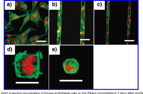 Figure 1 From Second Generation Maskless Photolithography Device For Surface Micropatterning And
