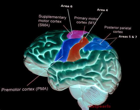 Primary Motor Cortex