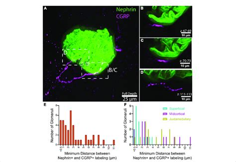Analysis Of Close Appositions Between Glomeruli And Afferent Axons A