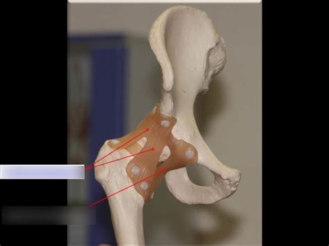 Hip Joint Model Diagram Quizlet