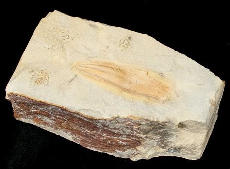 Unidentified Fossil Plant Seed Pod Green River Formation For Sale FossilEra Com