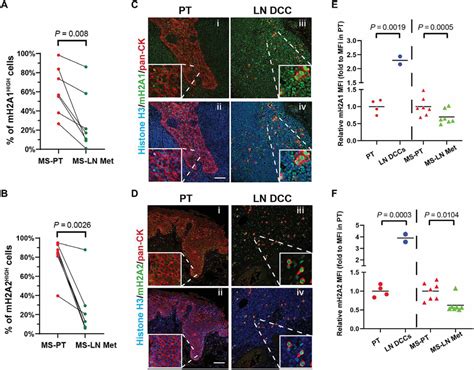 Macroh2a Variants Are Enriched In Solitary Dccs Versus Primary Tumor Download Scientific