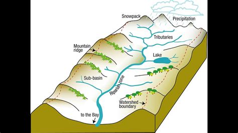 Understanding Watershed Segmentation In Computer Vision Galaxyai