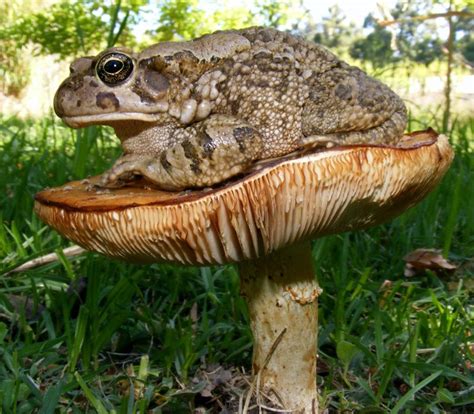 15 Fascinating Facts About Toads