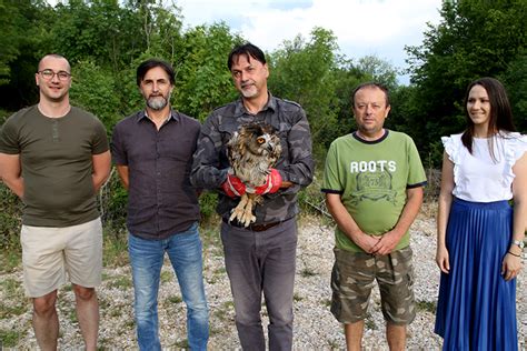 Sova Ušara Puštena U Prirodu Nakon Godinu Dana Njege