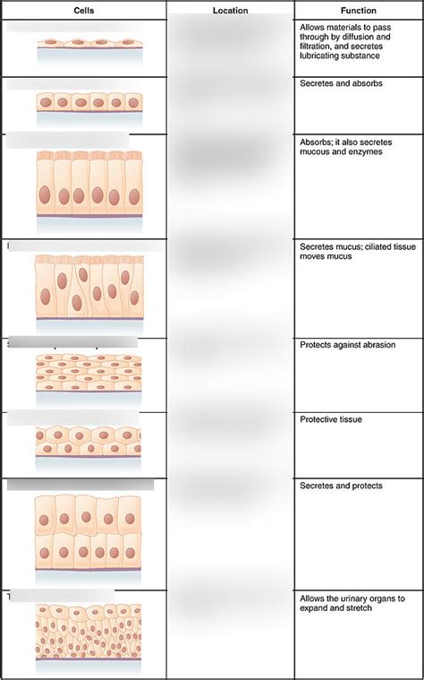 Types Of Tissue And Their Location Diagram Quizlet