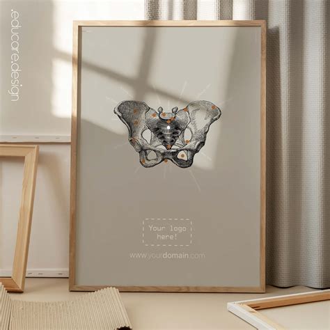 Get Educated On Pelvic Anatomy With Educare Design