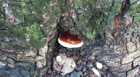 Ganoderma Butt Rot Of Urban Trees Davey Tree