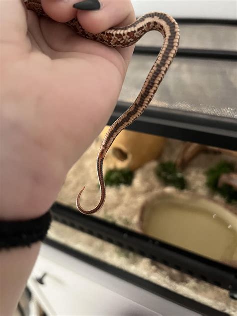 Snake Gender Rsnakes