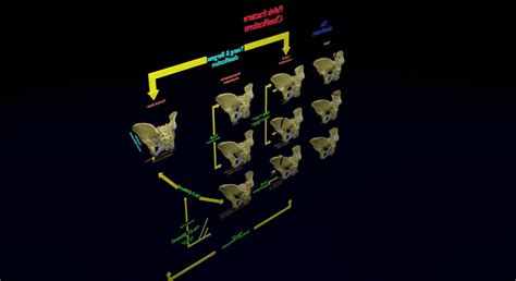 Pelvis Fracture Classifications 3d Model Superhive Formerly Blender Market