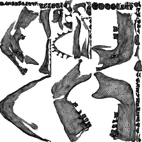 Scull Anatomical 3d Model Turbosquid 2048593