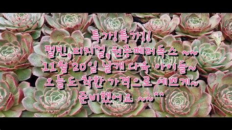특가특가펄빈피치걸원종페러독스 ~~11 월20일 날개다육 아이들~~오늘도 착한 가격으로 예쁘게~~준비했어요