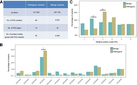 Systematic Evaluation Of The Effect Of Polyadenylation Signal Variants On The Expression Of