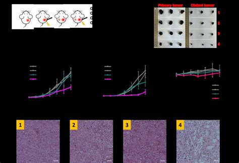 The Treatment Of Mice Models Evaluation Of The Treatment Of Mice