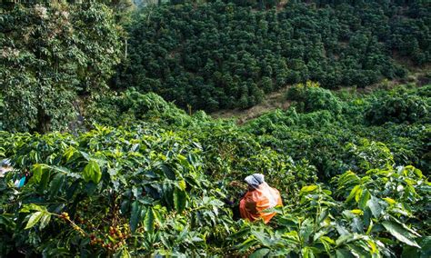what rural migration means for the long term future of coffee