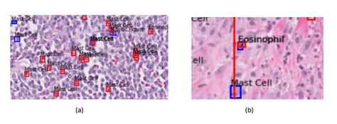 Visualization Of The Quantitative Analysis A Mast Cell Correctly Download Scientific Diagram