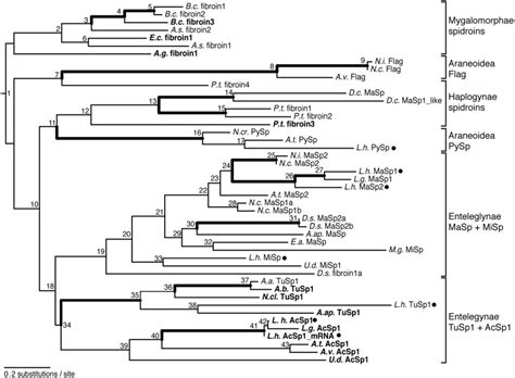maximum likelihood tree of expanded dataset of c terminal region