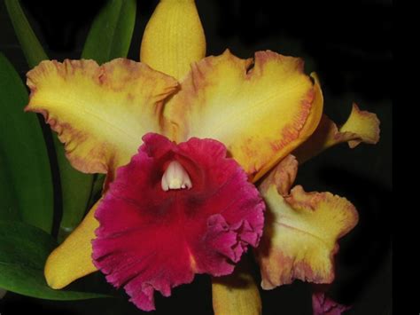 Orchids — Page 14 — Ecuagenera Usa Corp