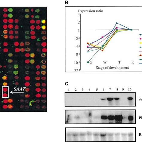 Evaluation Of Microarray Experiments Download Scientific Diagram