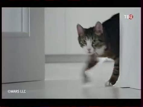 ADMONITOR | Kitekat: Kitekat - еда энергичных кошек, kitekat.ru (Борис ...