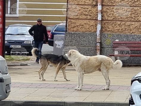 Методът “Хвани кастрирай ваксинирай върни” е ефективен начин да се