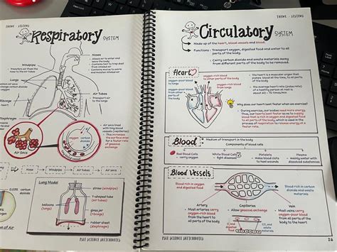 Psle Science Sketchnotes Hobbies And Toys Books And Magazines Textbooks On Carousell