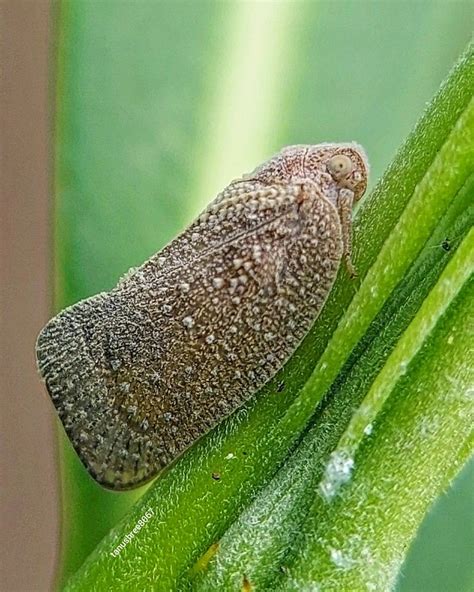Flatid Planthopper Artofit