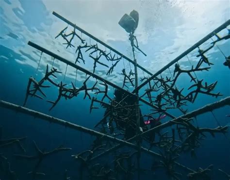Effective Coral Reef Restoration Strategies For A Sustainable Future