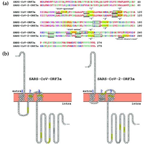 Topology Of Sars Cov Orf3a And Sars Cov 2 Orf3a YxxΦ Motifs A Download Scientific Diagram