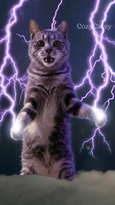 Im A Thunder Cat Ready To Roar 😼 Cat Catlover Prettycat Cutecat