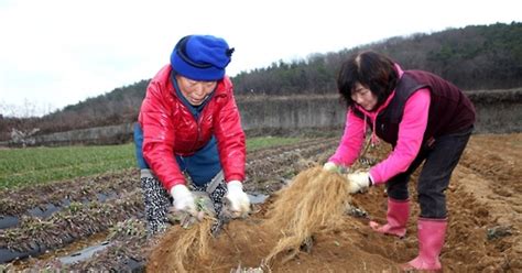 해풍 맞고 자란 당진 대호지 씀바귀 출하 시작
