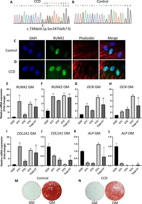 Functional Consequences Of C Terminal Mutations In Runx2 Pmc