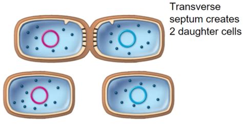 Bio 152 Lecture Notes Unit 2 Lecture 3 Part 2 Flashcards Quizlet
