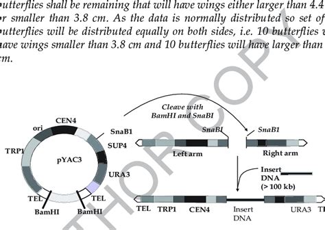 Schmatic Of Typical Yac Vector Download Scientific Diagram