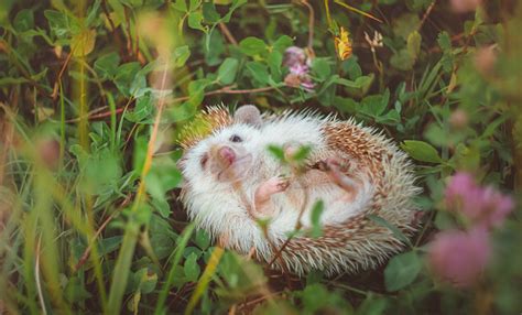 Igel Liegt Auf Dem Rücken Im Gras Und Schaut Auf Dich Stockfoto Und Mehr Bilder Von Bauch Istock